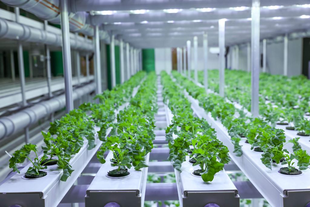 Plant Factory, Tarımda Geleceğin Kapılarını İstinyePark’ta Açtı ...